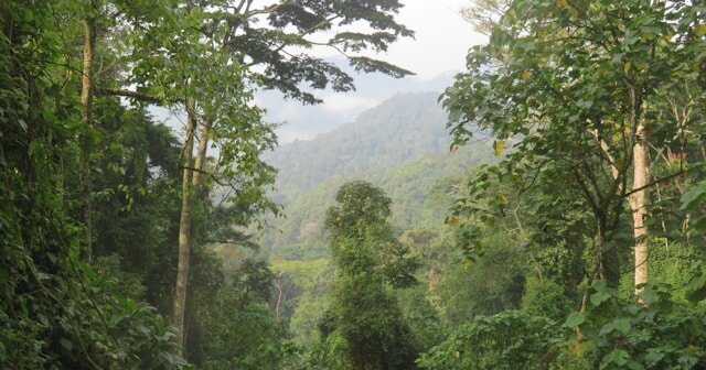 Going from FSC certification to IFC PS6 alignment in a forestry project ...